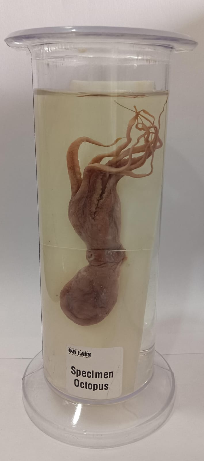 Octopus Specimen | Zoology Specimen – scientifickart