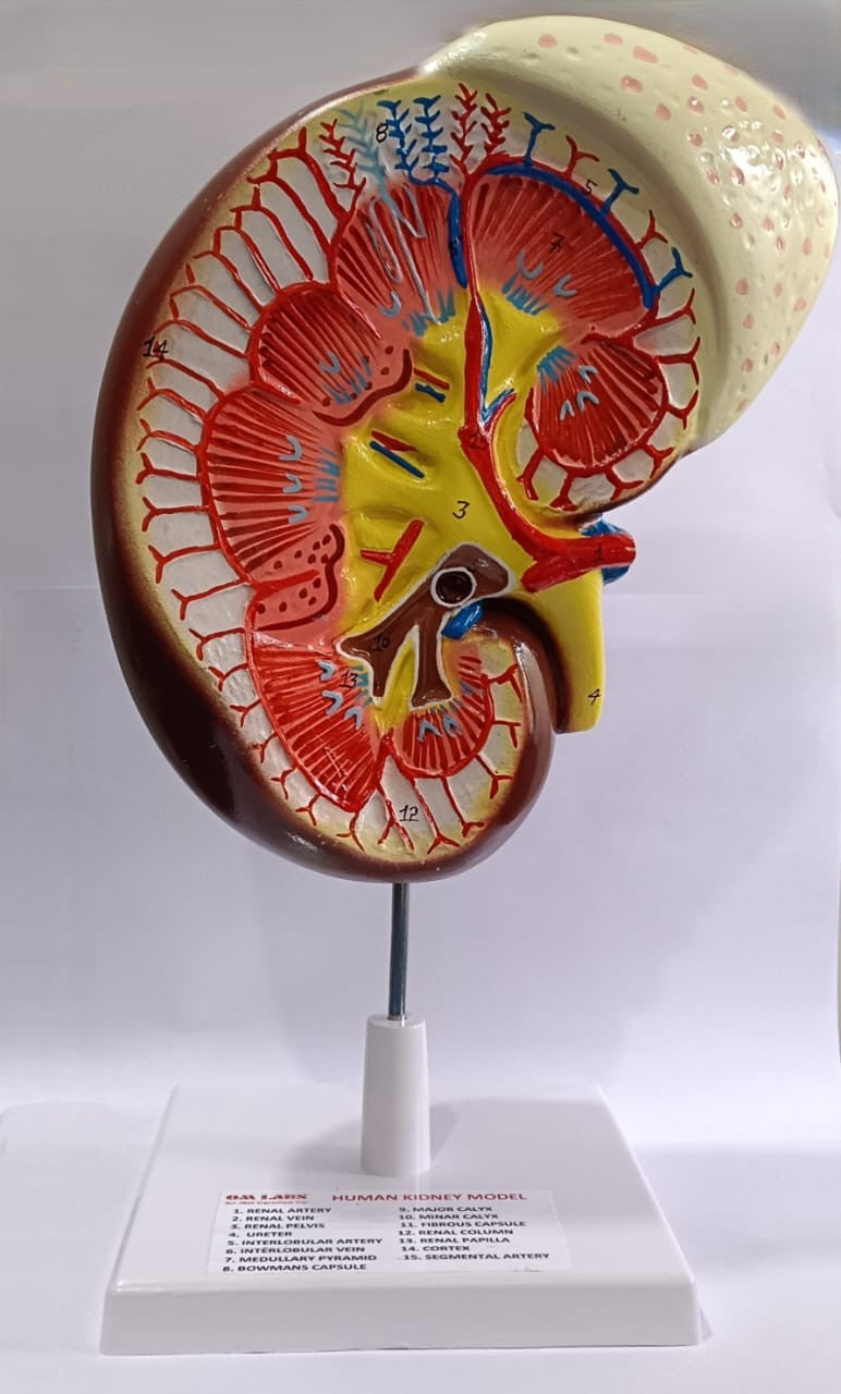 Human Kidney On Stand 2 Part Model | Size: Large – scientifickart