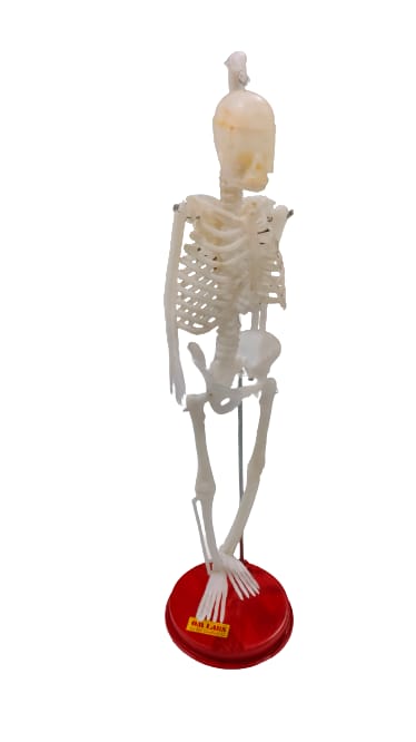 Human Skeleton Model 18" Height – scientifickart