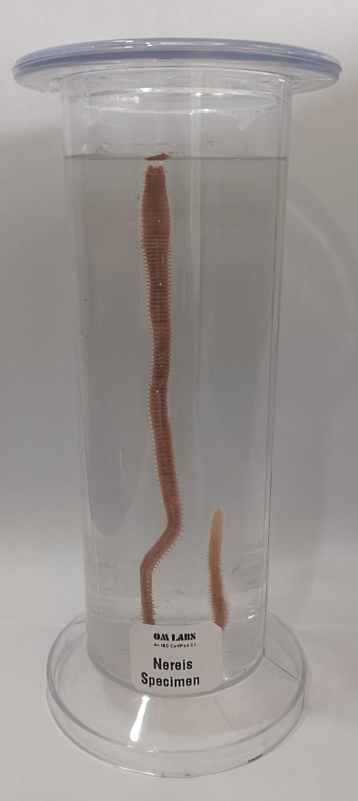 Nereis Specimen | Zoology Specimen – scientifickart