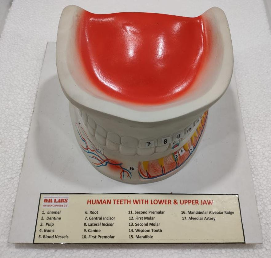 Human Teeth Upper Jaw & Lower Jaw – scientifickart