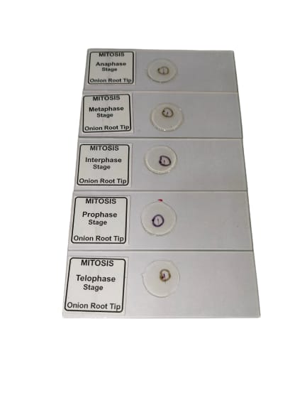Mitosis Cell Division (Set of 5 Slides) – scientifickart