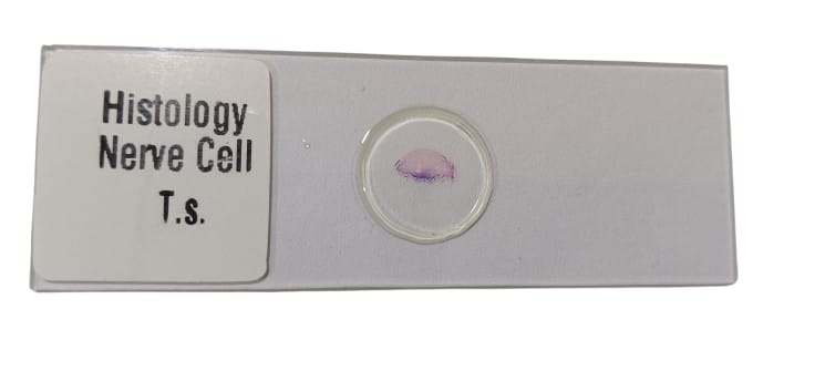 Nerve Cell T.S Slides Set of 5 With Plastic Box – scientifickart