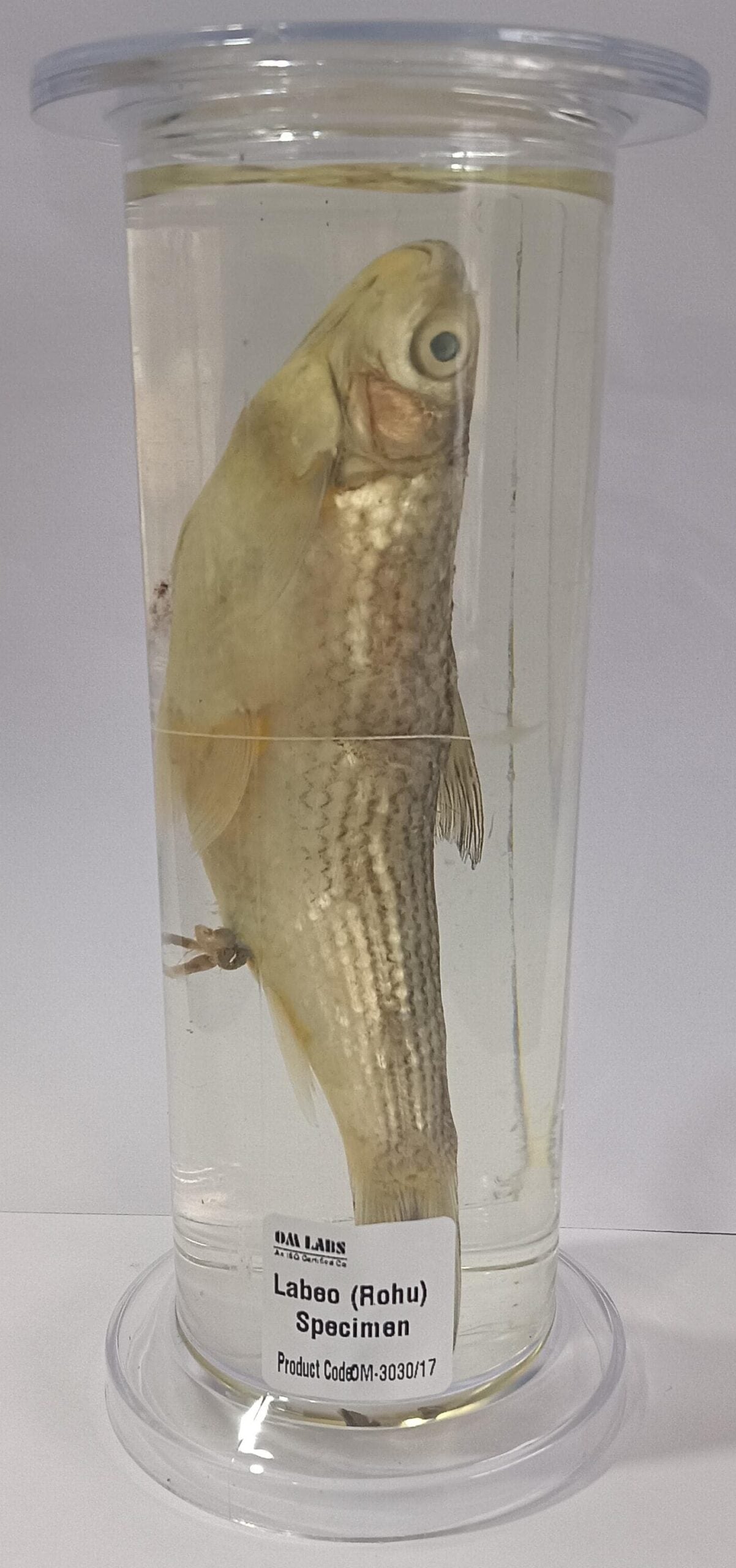 Labeo Rohita Specimen | Rahu Specimen | Zoology Specimen – scientifickart