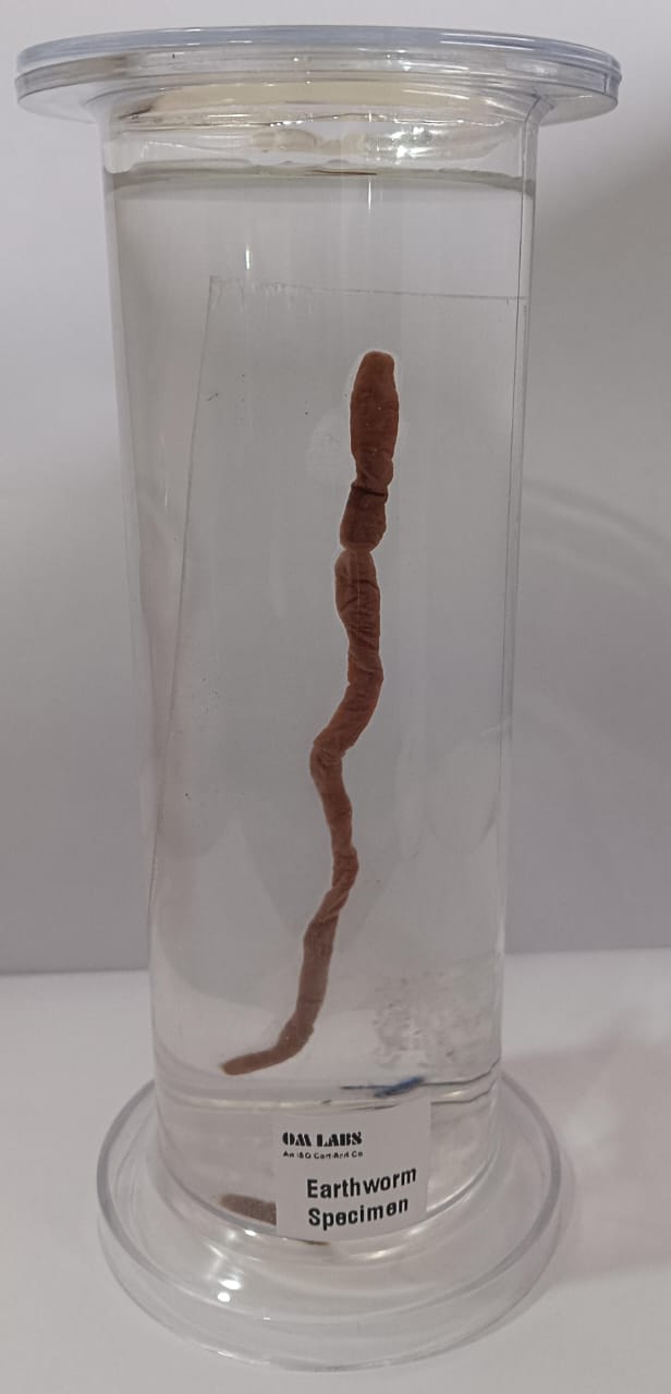 Earthworm Specimen | Zoology Specimen – scientifickart