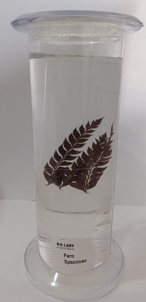 Fern Specimen | Botany Specimen – scientifickart