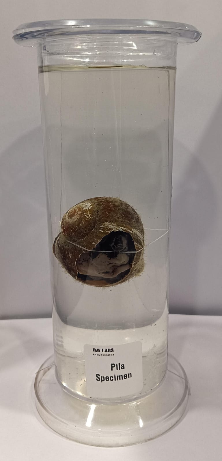 Pila Specimen | Apple Snail | Zoology Specimen – scientifickart