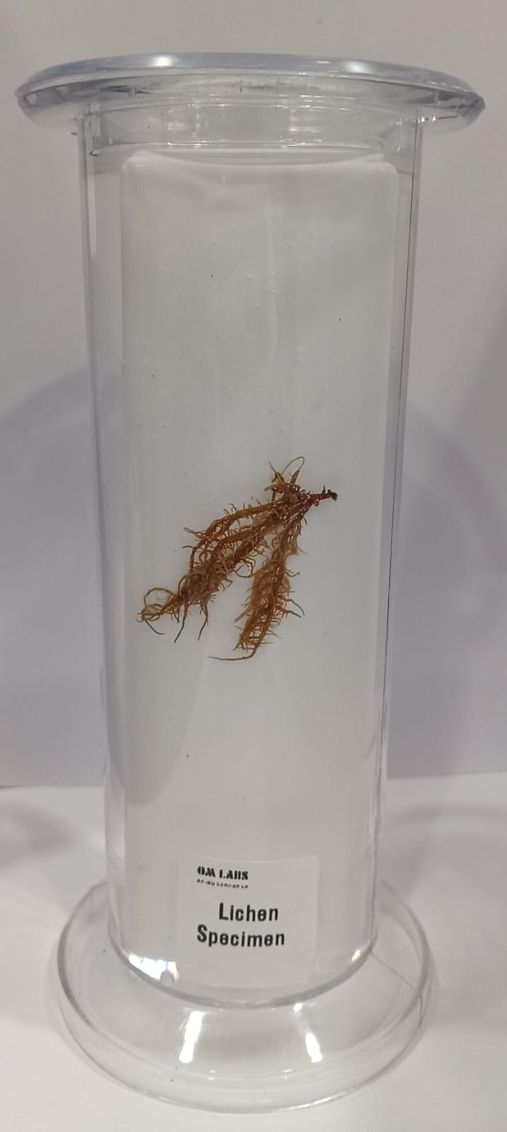 Lichen Specimen | Botany Specimen – scientifickart