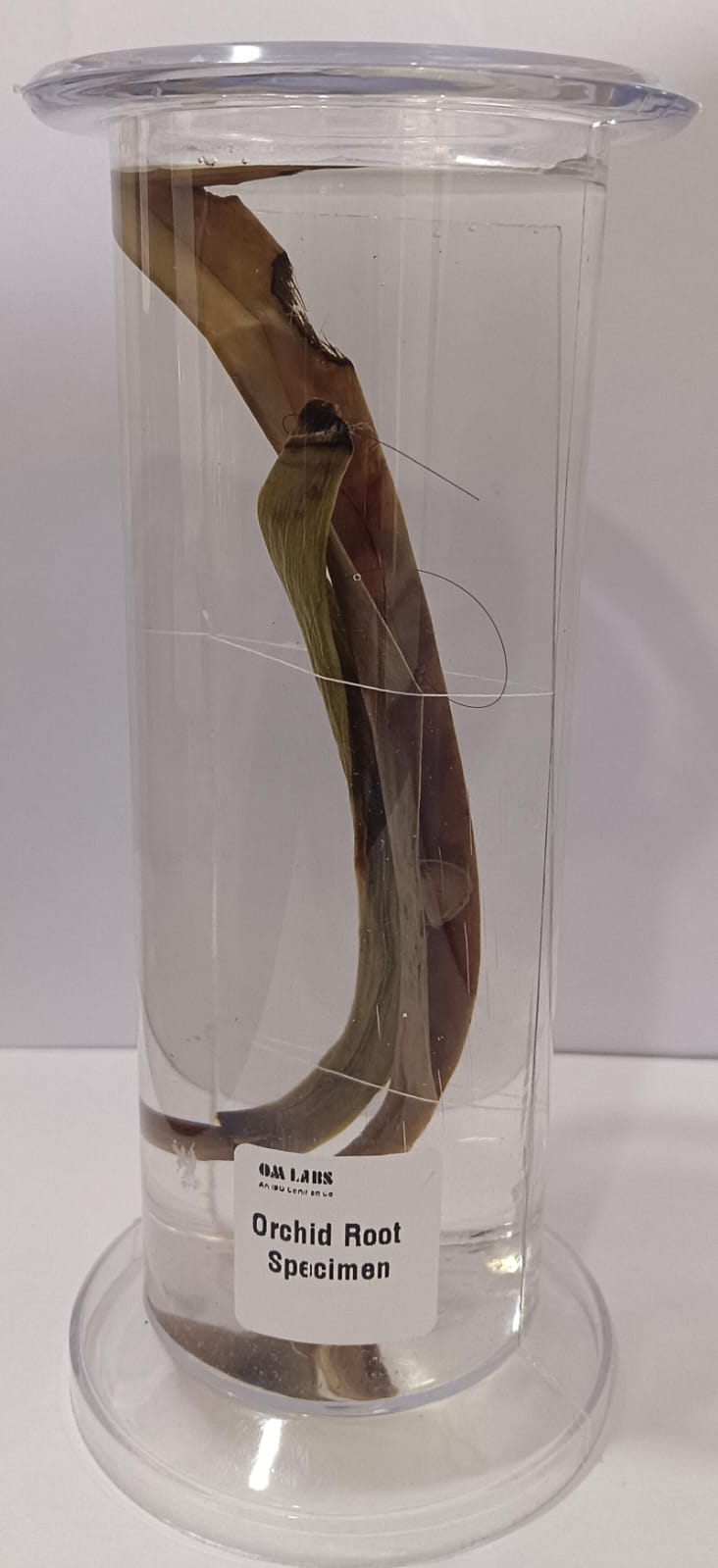 Orchid Root Specimen | Botany Specimen – scientifickart