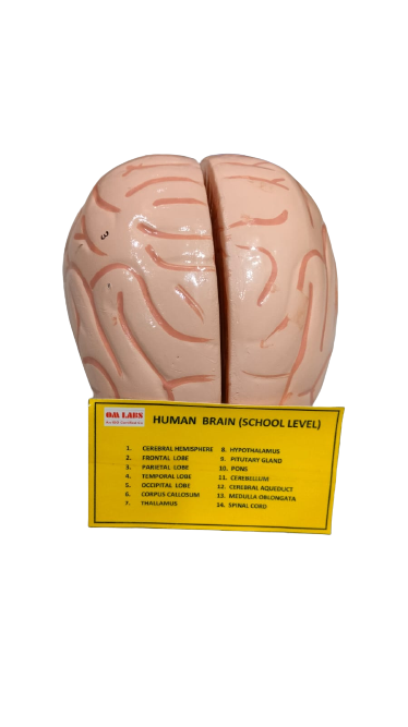 Human Brain 2 Parts – scientifickart